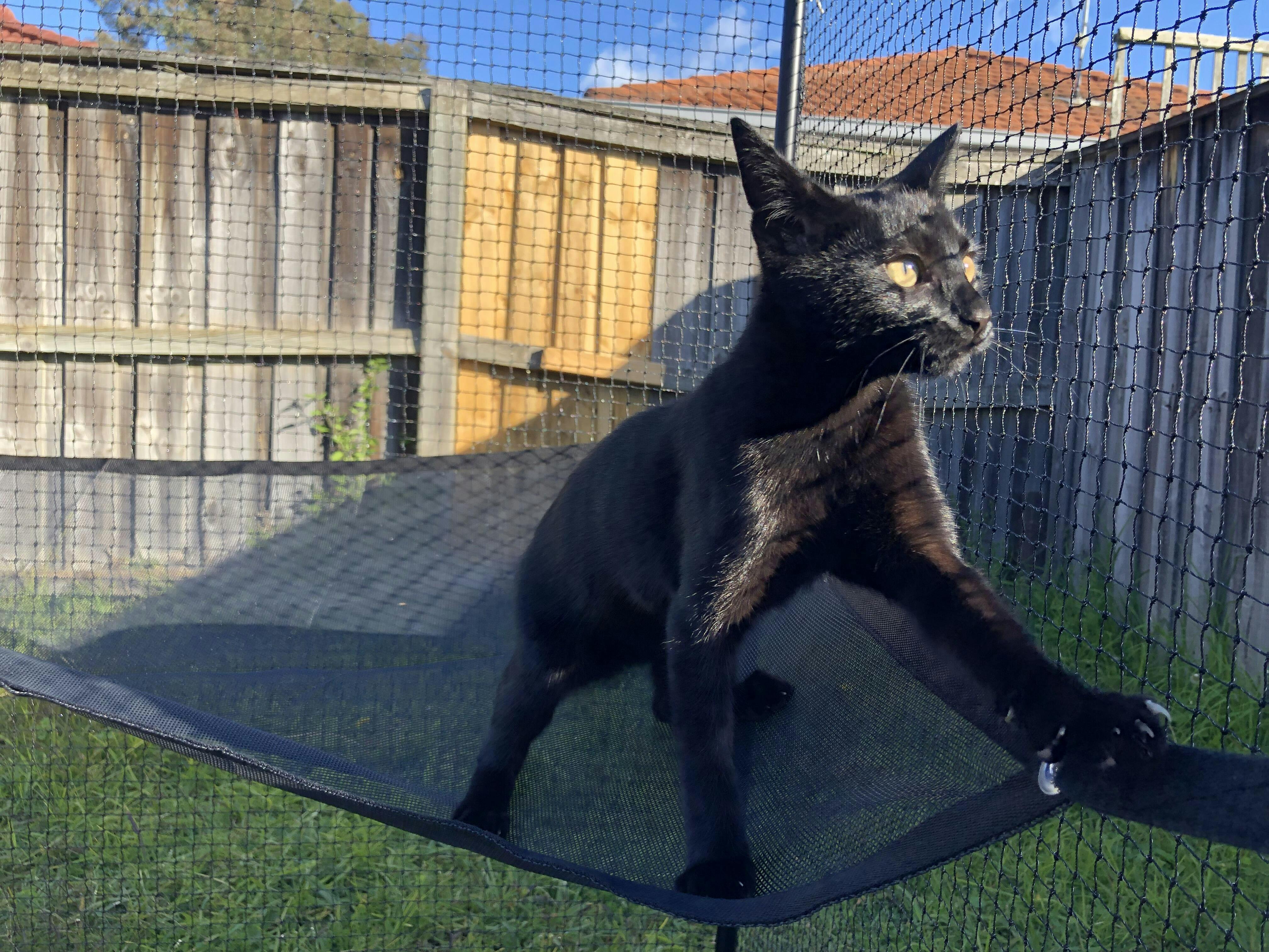 Single Size 1.8m Freestanding Cat Enclosure – Catnets