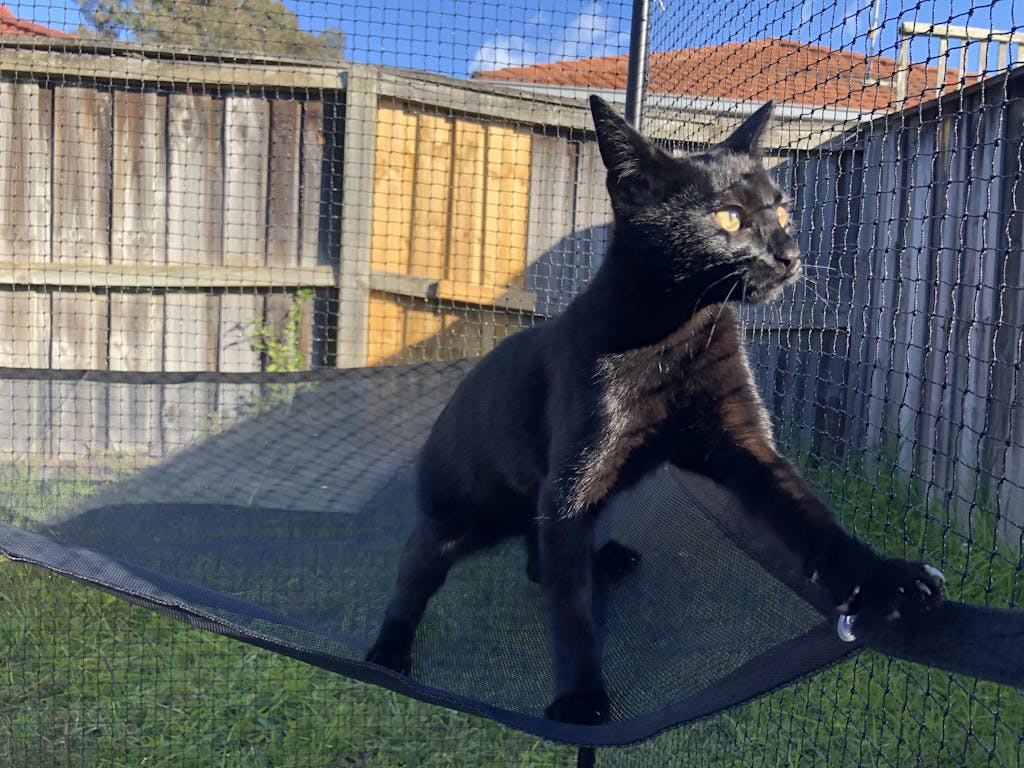 Single Size 1.8m Freestanding Cat Enclosure – Catnets