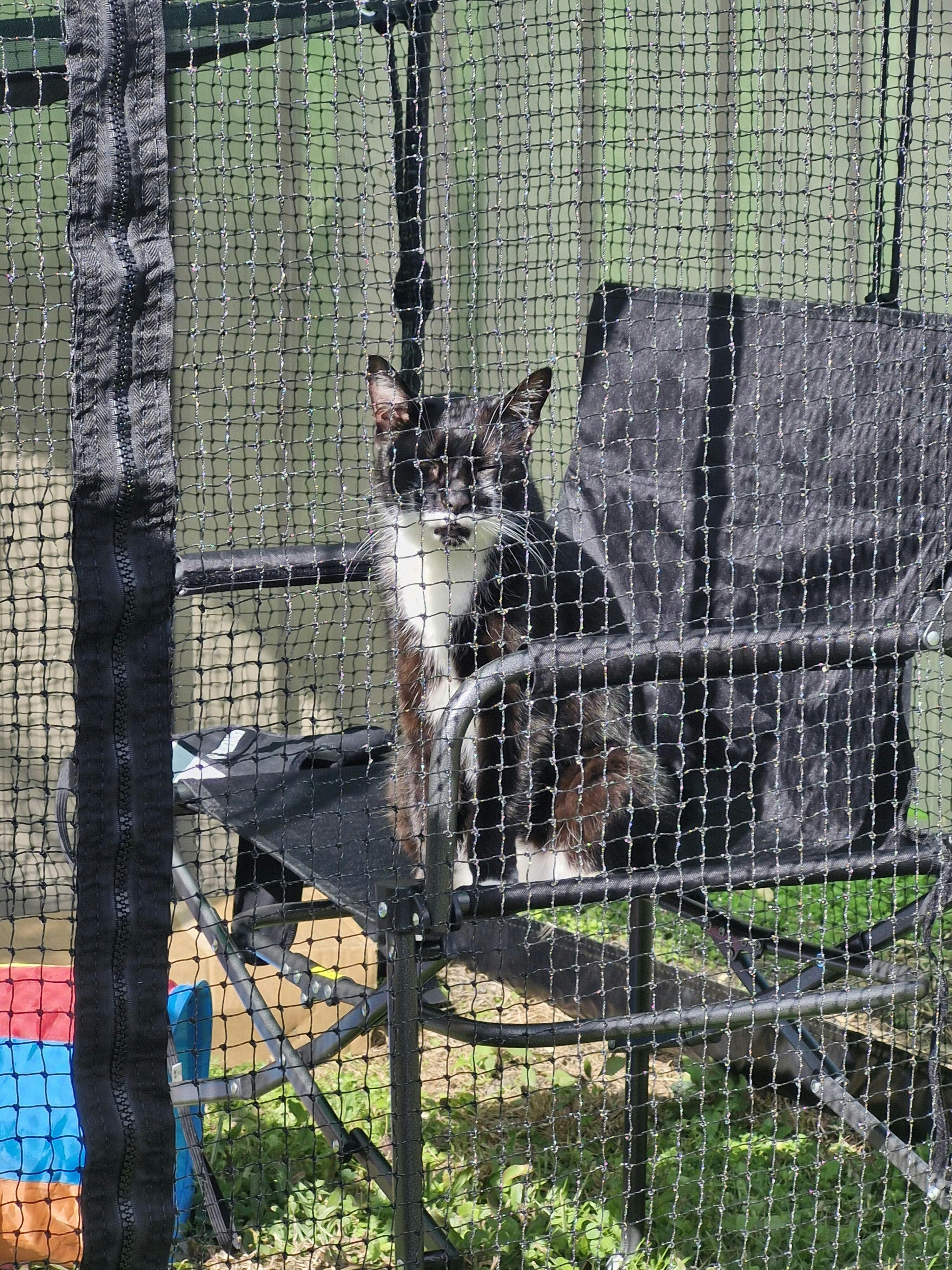 Premium Portable Cat Enclosure 1.8m – Catnets