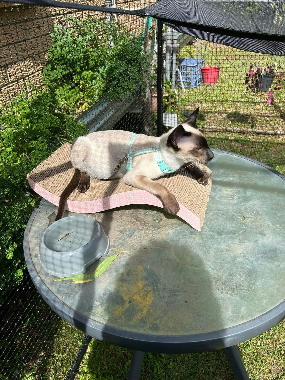 Single Size 1.8m Freestanding Cat Enclosure – Catnets