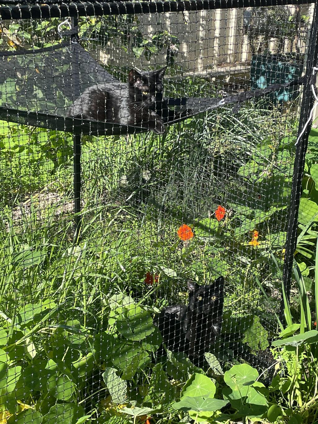 Lite Portable Cat Enclosure 2.3m – Catnets