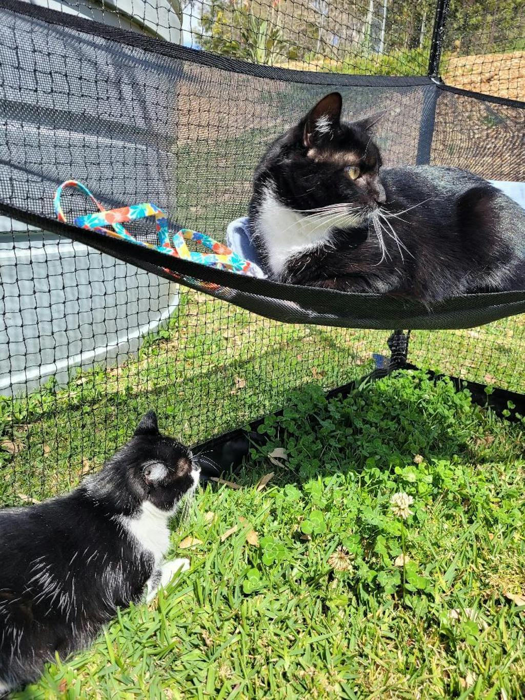 Premium Portable Cat Enclosure 1.8m – Catnets