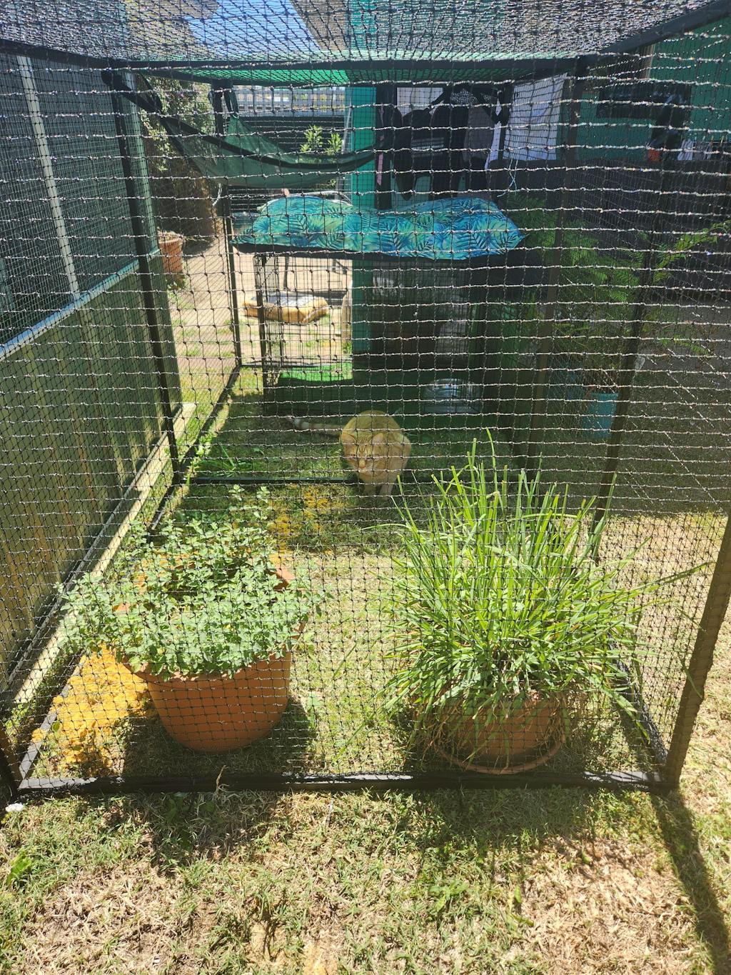 Lite Portable Cat Enclosure 2.3m – Catnets