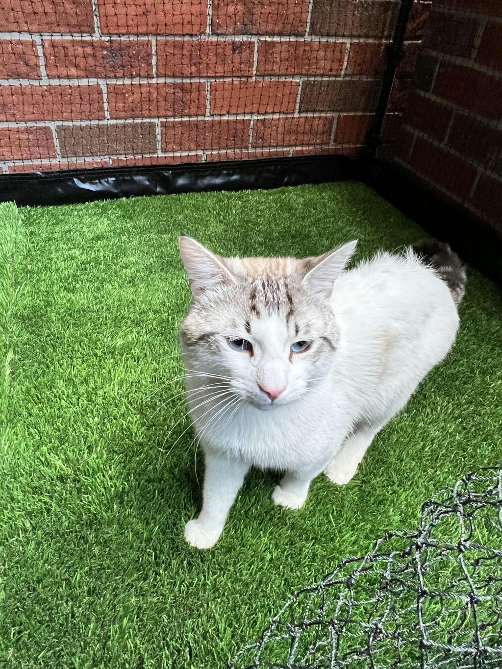 Premium Portable Cat Enclosure 1.2m – Catnets