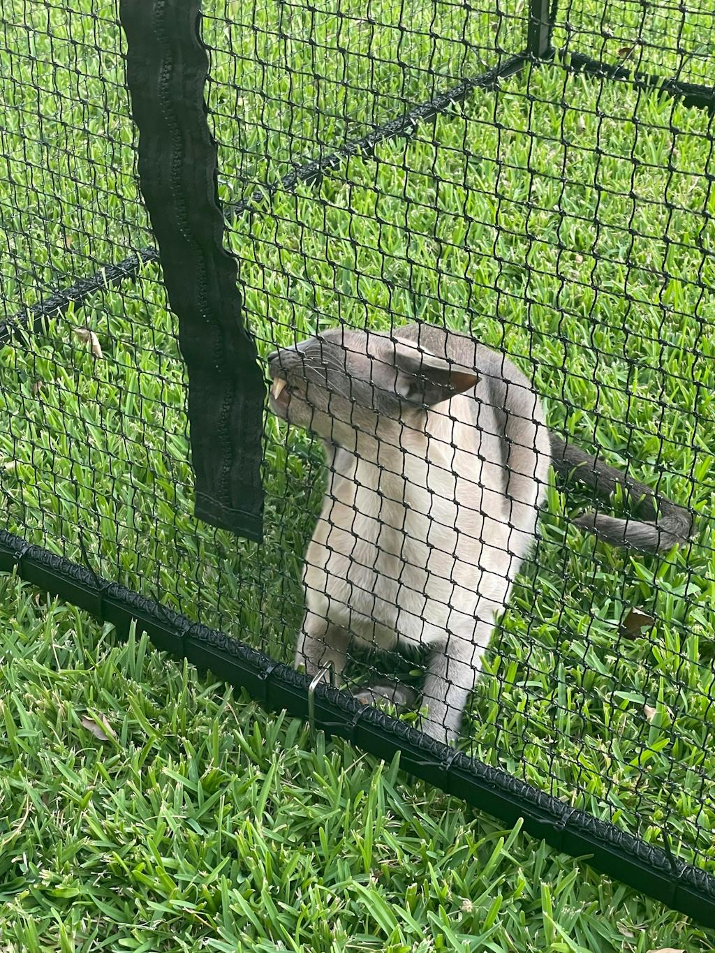 Lite Portable Cat Enclosure 2.3m – Catnets