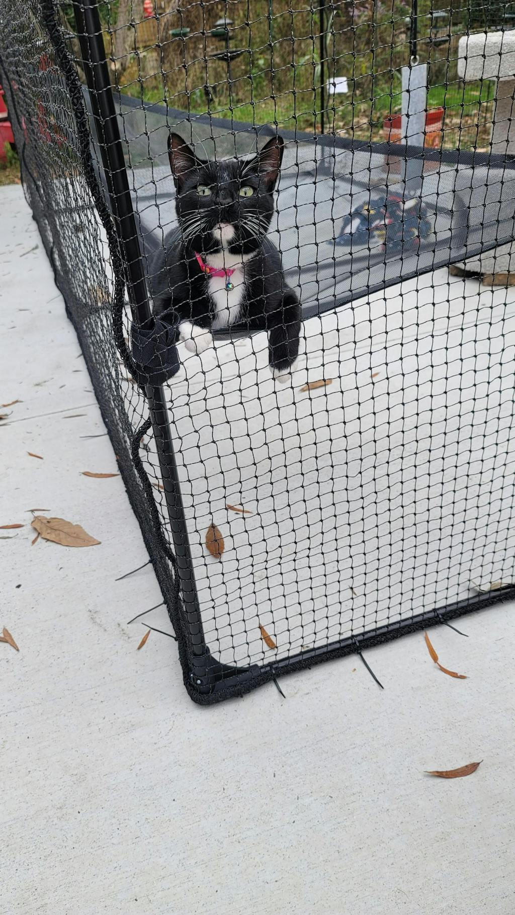 Premium Portable Catio 11'8" – Catnetting