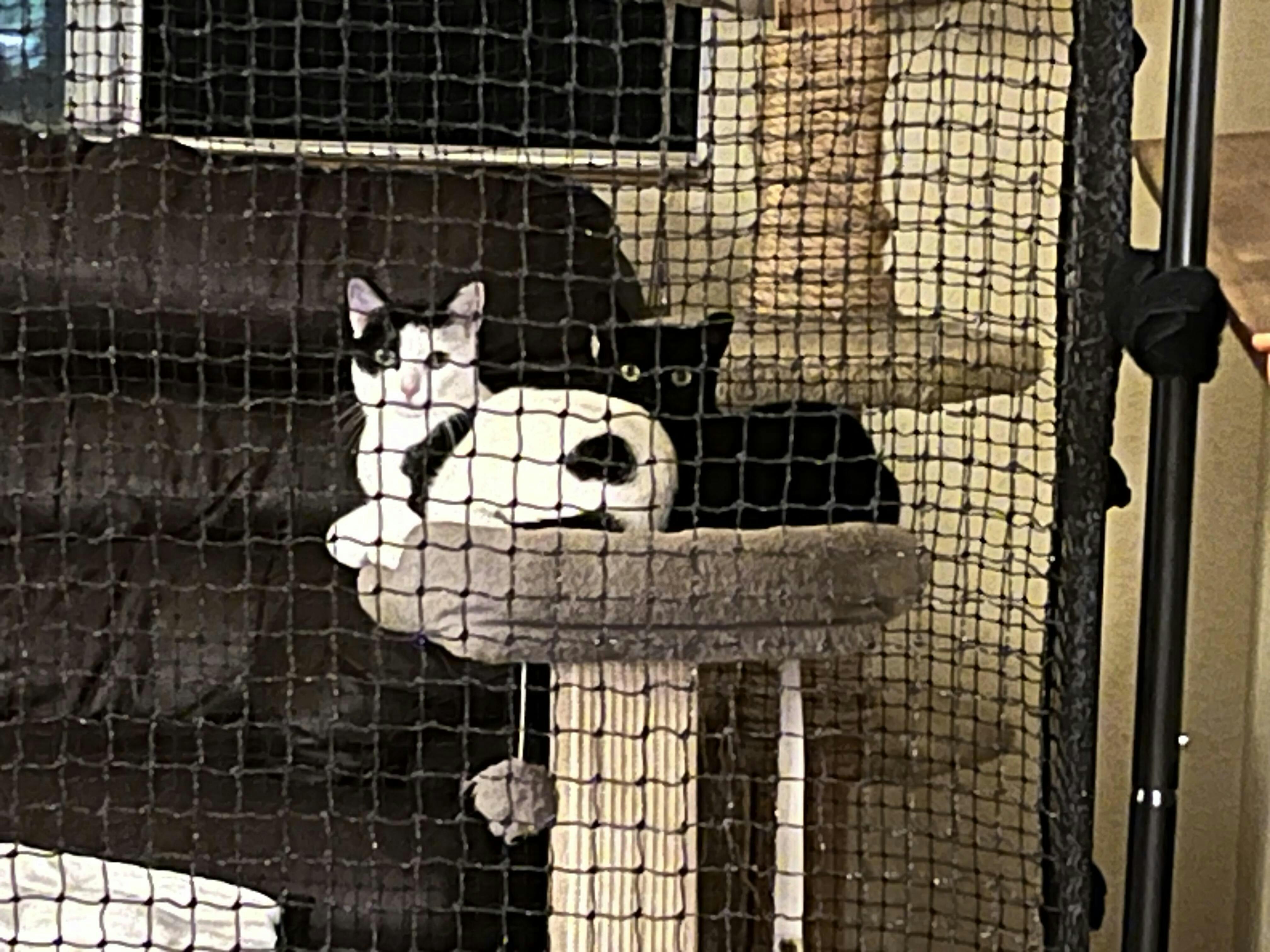 Premium Portable Catio 5’10” – Catnetting