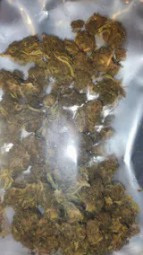 Cheap THCa Flower | $20 Ounce / $65 Quarter Pound!