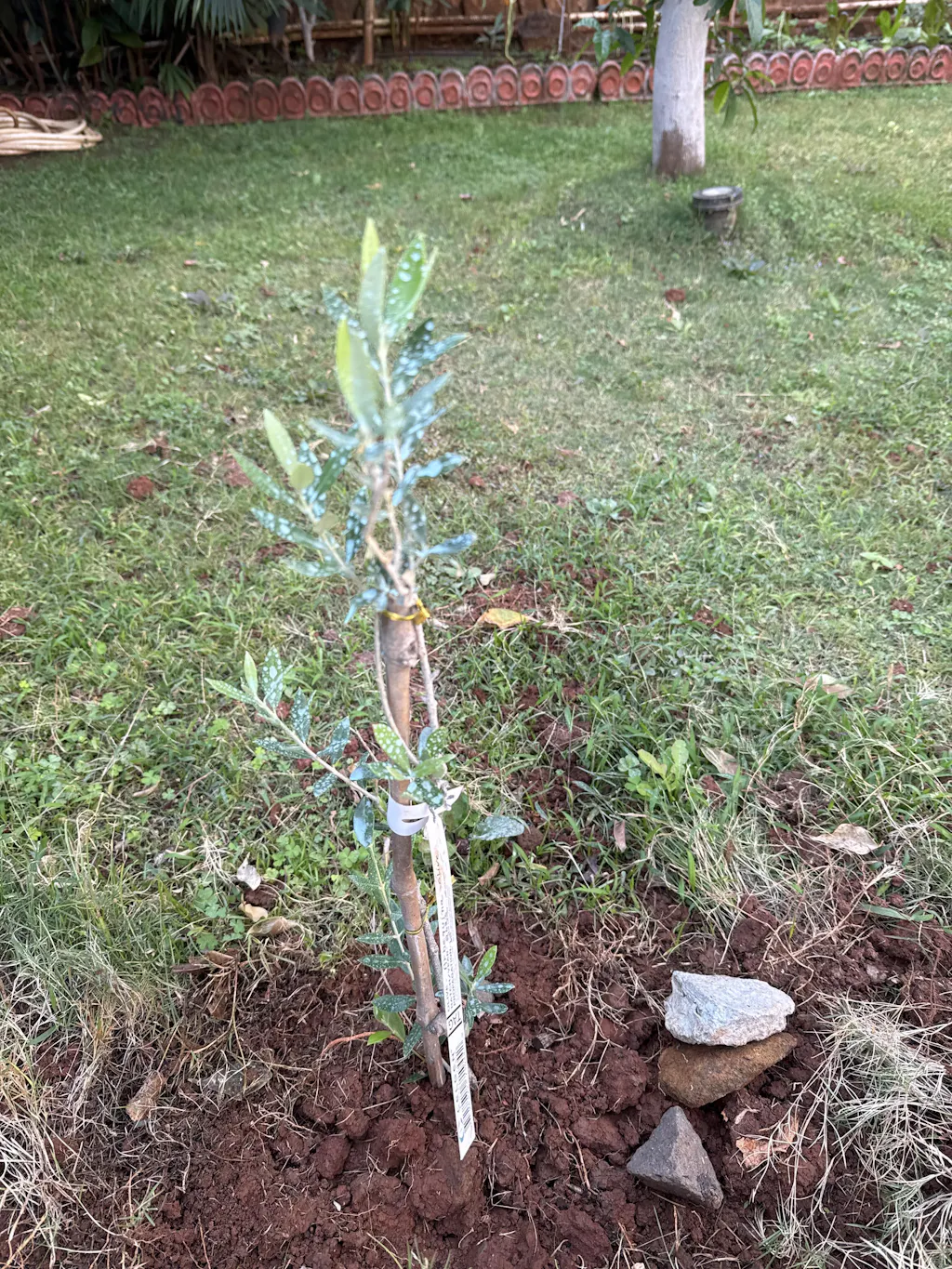 Order Premium Arbequina Olive Tree Saplings Online