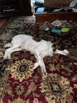 Ceralyte 70 | (10g Stick) Hydration Powder | All-Natural ORS - Cera ...