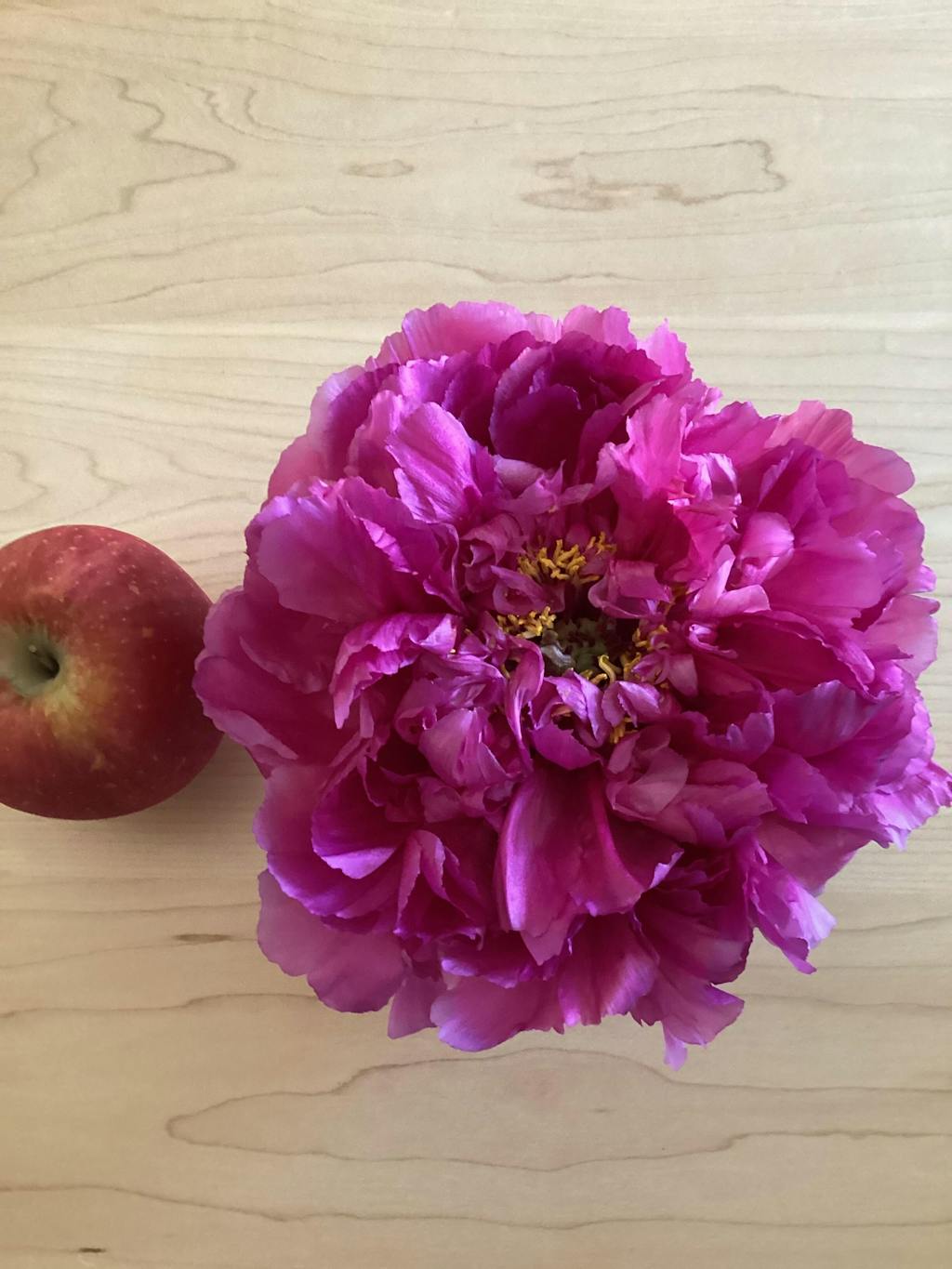 'SUNSET' 洛阳红 Tree Peony (Paeonia x suffruticosa 'luo yang hong/sunset ...