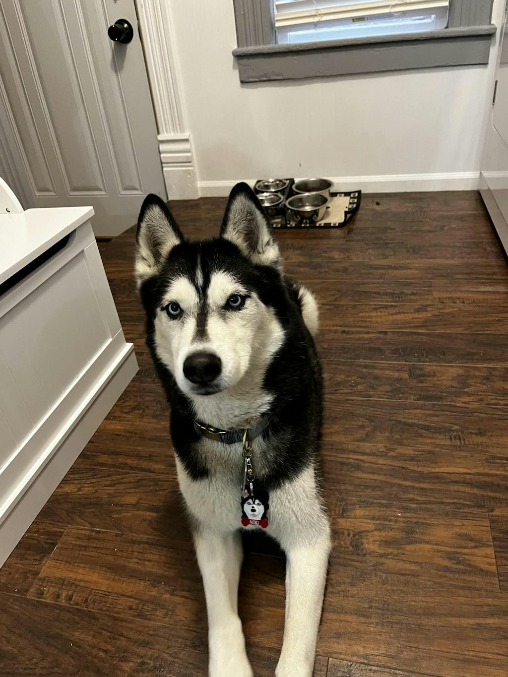 Charlie's Dog ID Tags – Charlie's Paws