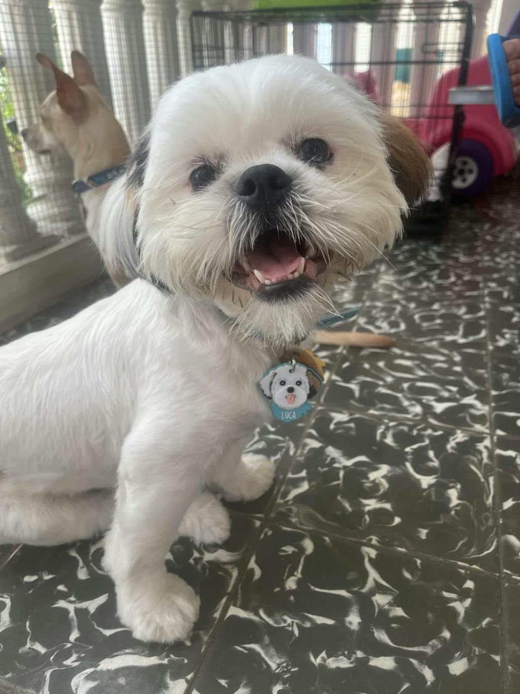 Charlie's Dog ID Tags – Charlie's Paws