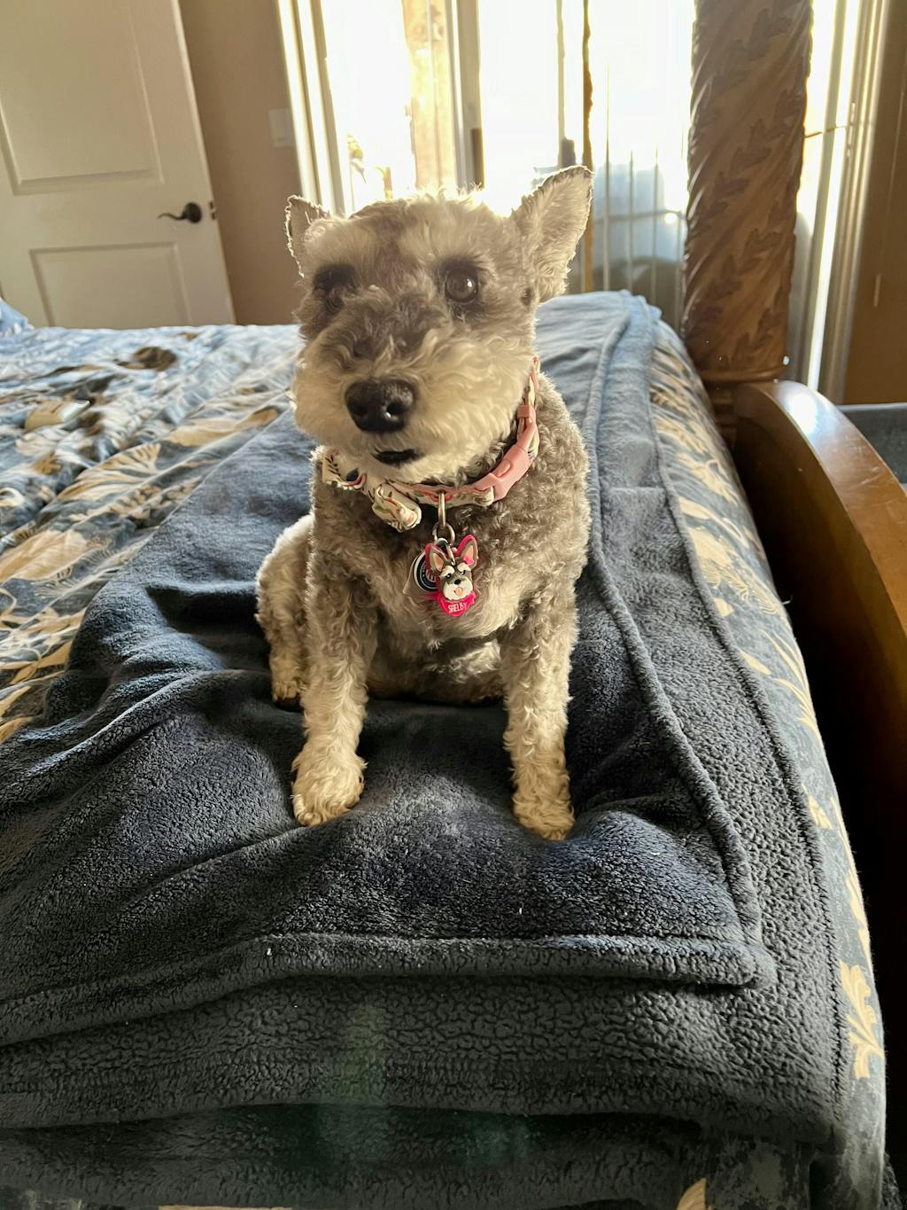 Charlie's Dog ID Tags – Charlie's Paws