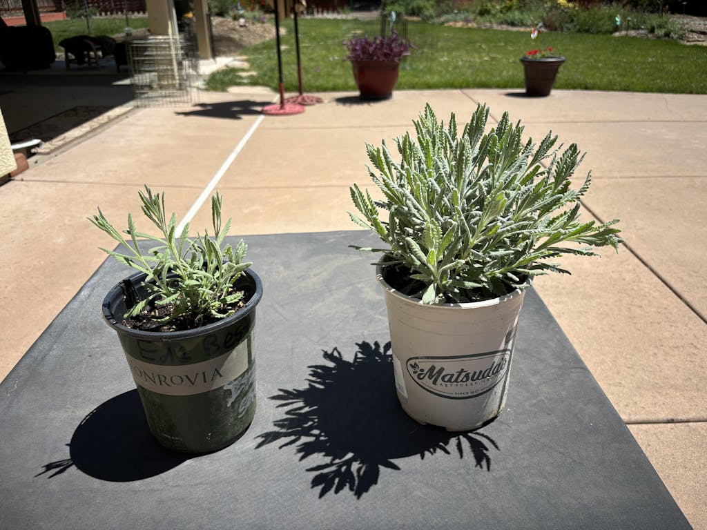Goodwin Creek Grey Lavender | Goodwin Creek Gardens | Charsaw Farms