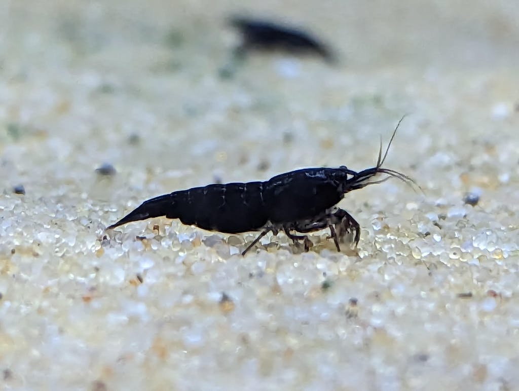 Buy Black Rose Cherry Shrimp Online – Cherry Shrimp Canada