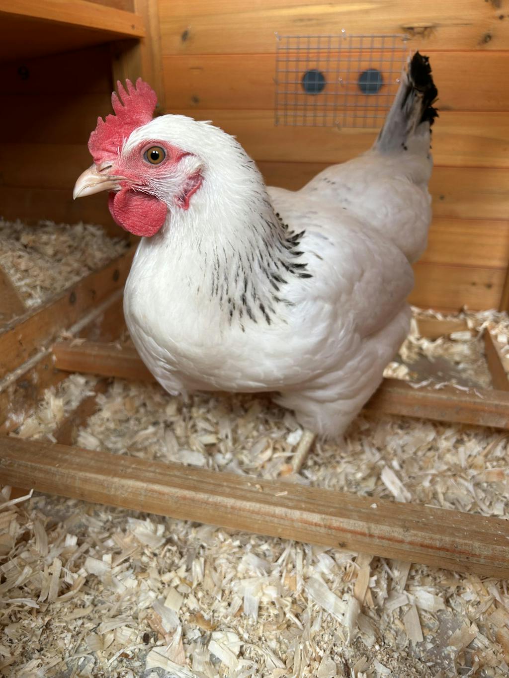 ChickenGuard Pro Kit - Self Locking Door & Auto Coop Door Opener