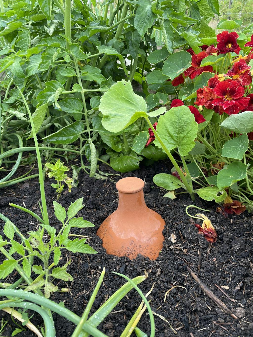 Olla Terracotta Irrigation Pot – Chimney Sheep