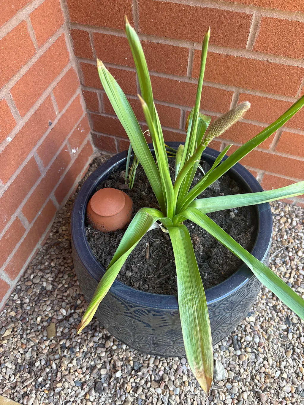 Olla Terracotta Irrigation Pot - 300ml Watering Spike – Chimney Sheep