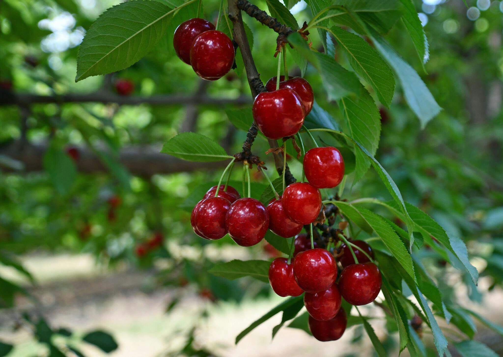 The Cherry Sunrise Tour 🍒