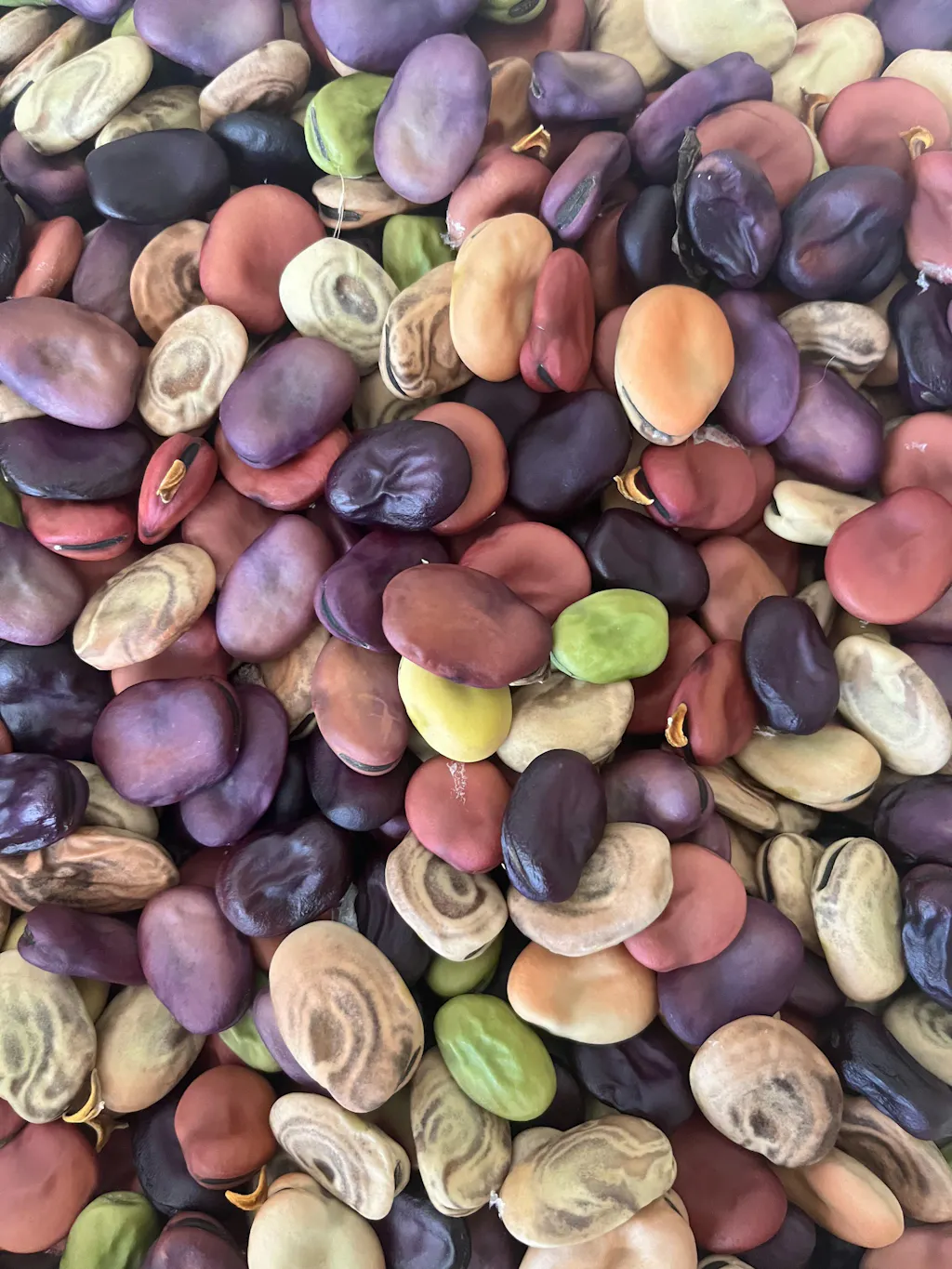 Diversity Fava Bean Seeds - Vicia faba - Broad Bean Seeds – Cicada Seeds
