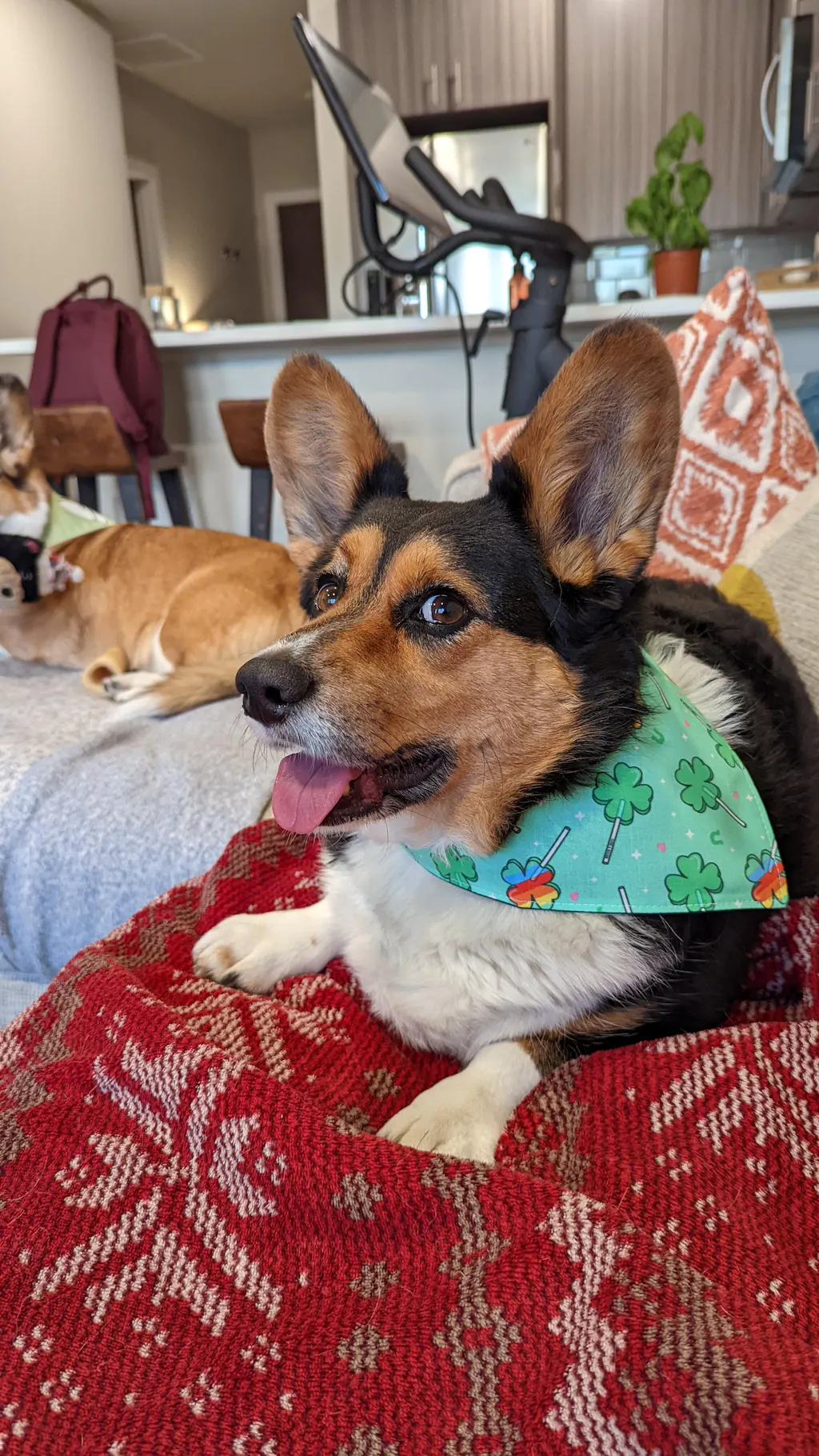 Clive and Bacon | Custom Dog Accessory Boutique