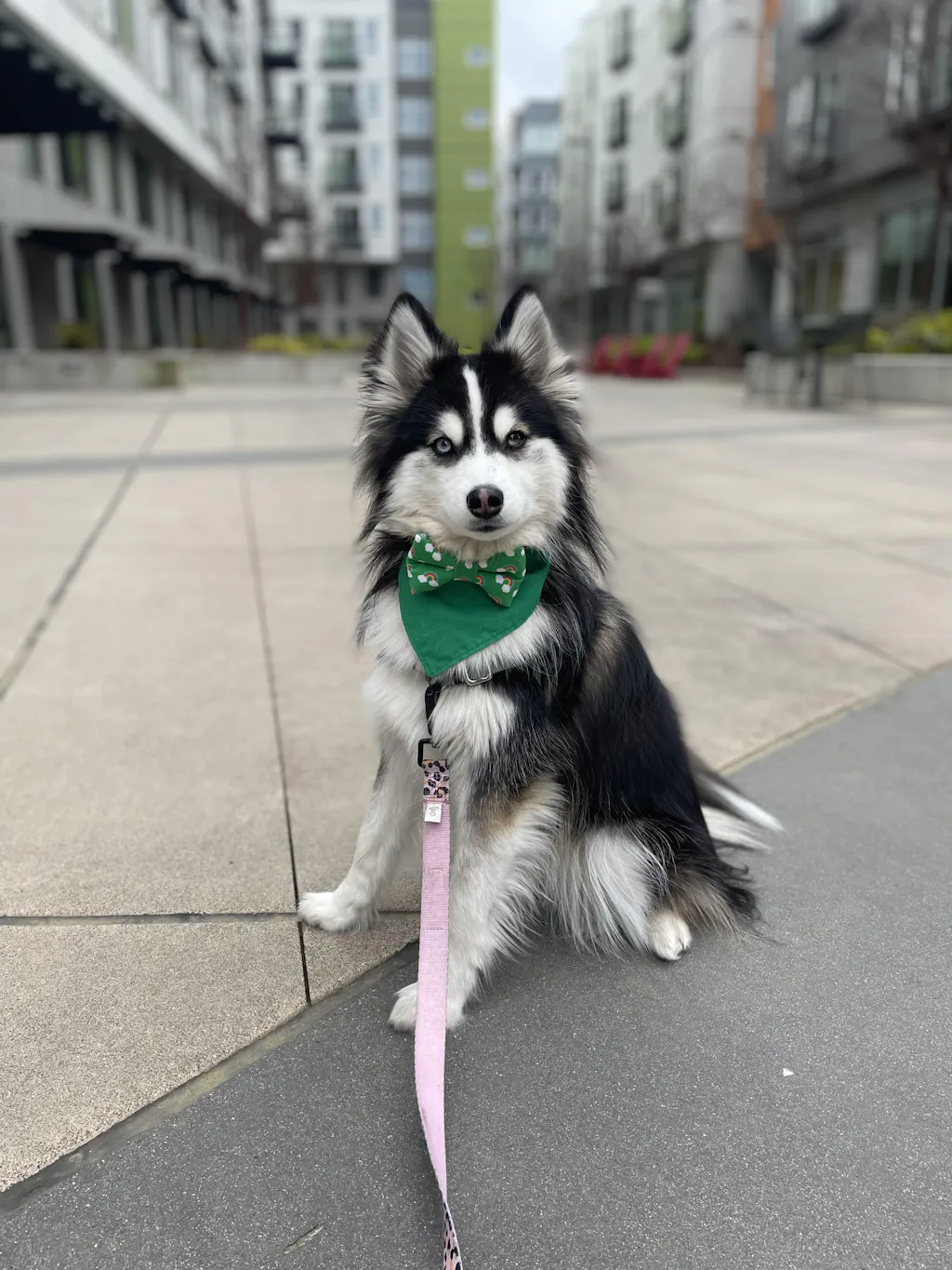 Clive and Bacon | Custom Dog Accessory Boutique