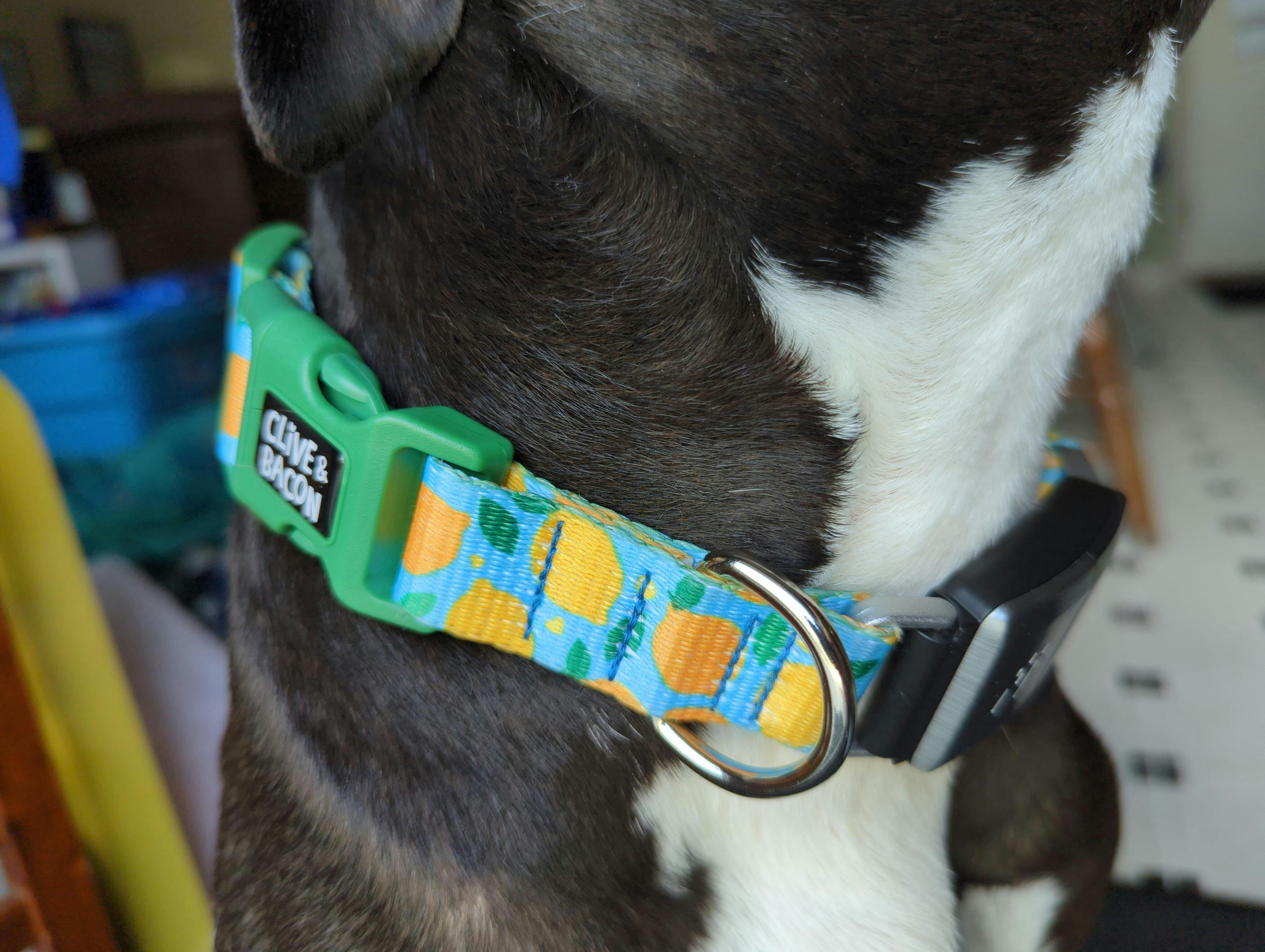 Fi Compatible Dog Collar | Clive and Bacon Custom Dog Accessories