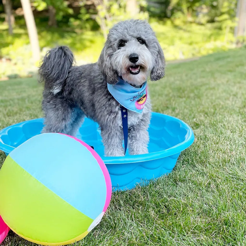 Clive and Bacon | Custom Dog Accessory Boutique