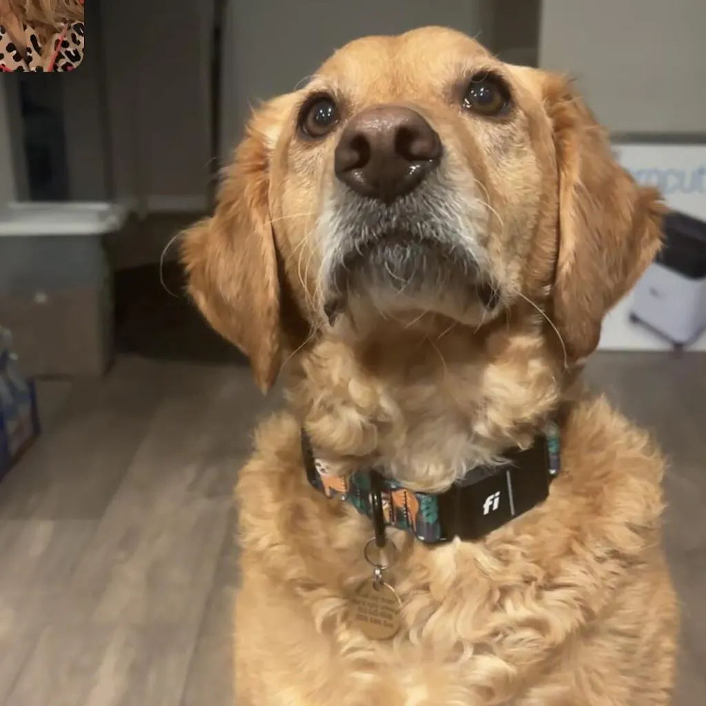 DOg MOm and Dog Dad Accessories – Clive and Bacon