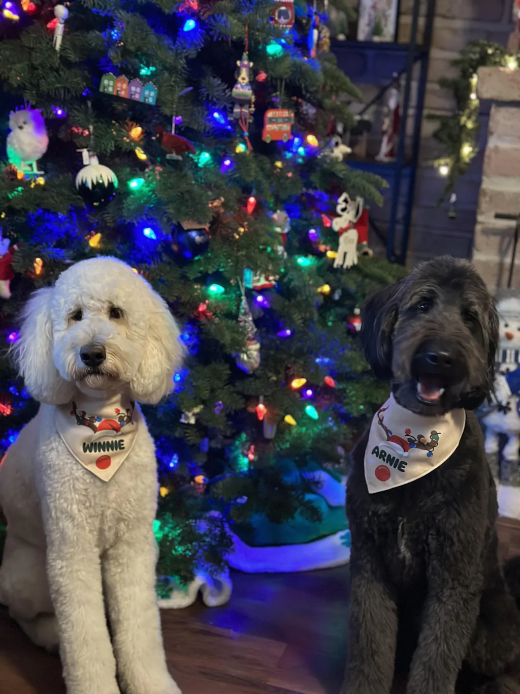 Dog Collars | Clive & Bacon | Custom Dog Accessories – Clive and Bacon