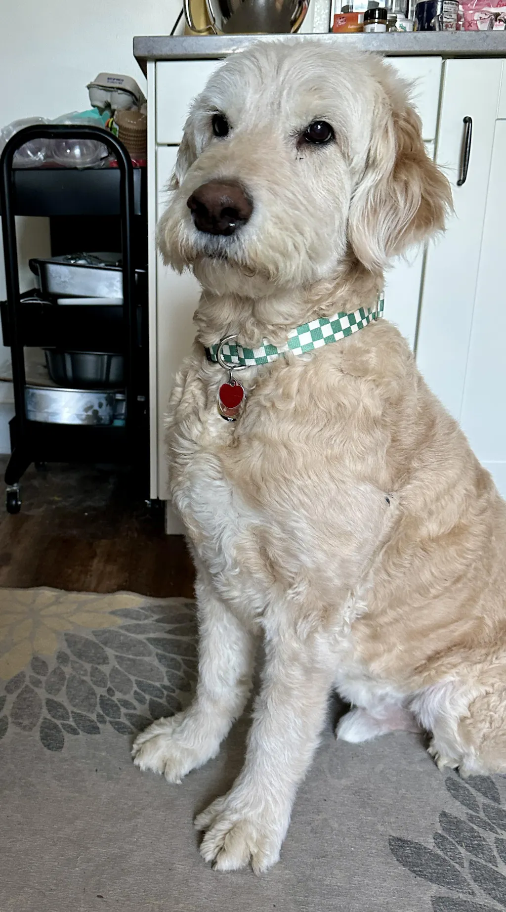Clive and Bacon | Custom Dog Accessory Boutique