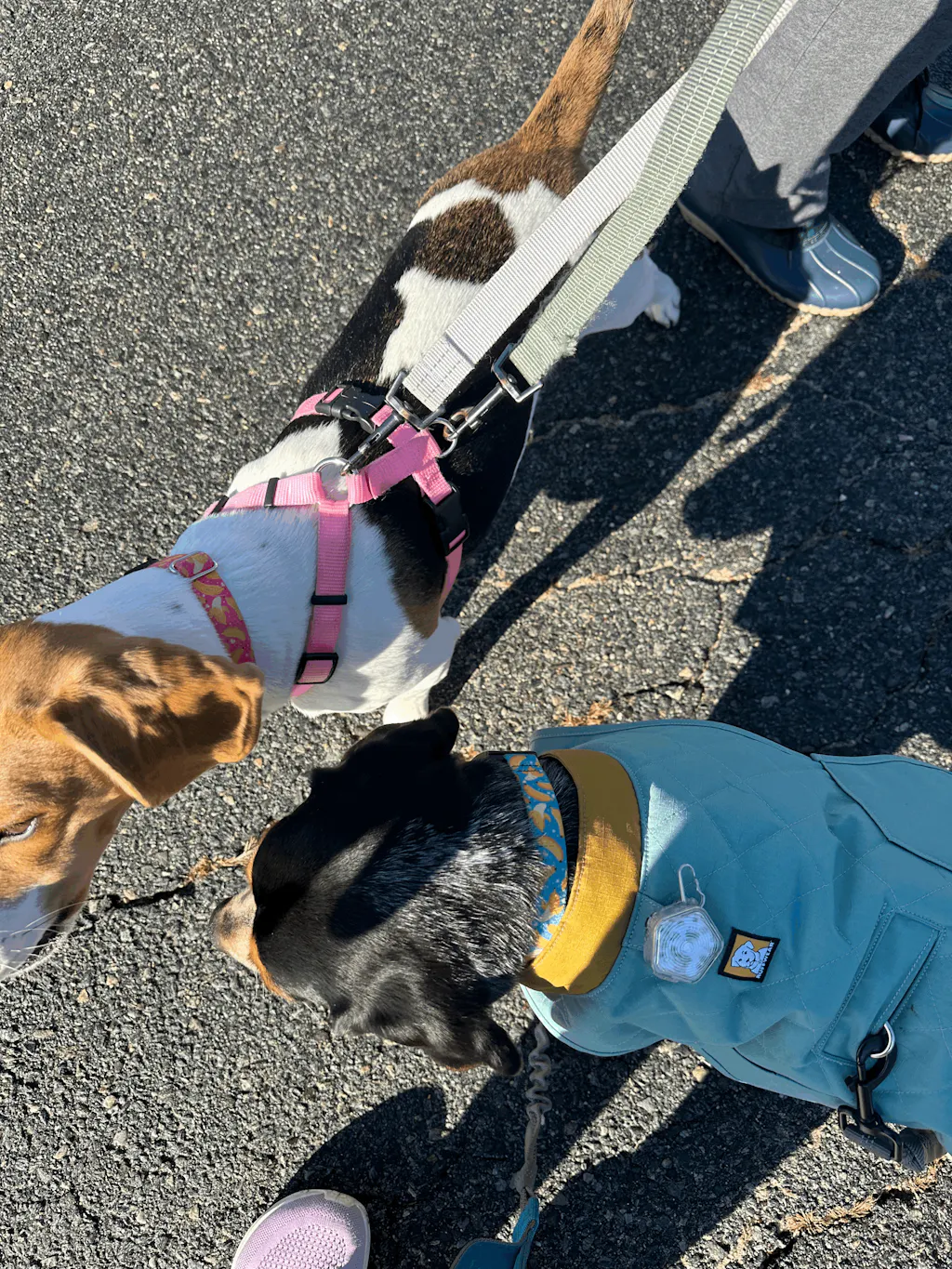 Clive and Bacon | Custom Dog Accessory Boutique