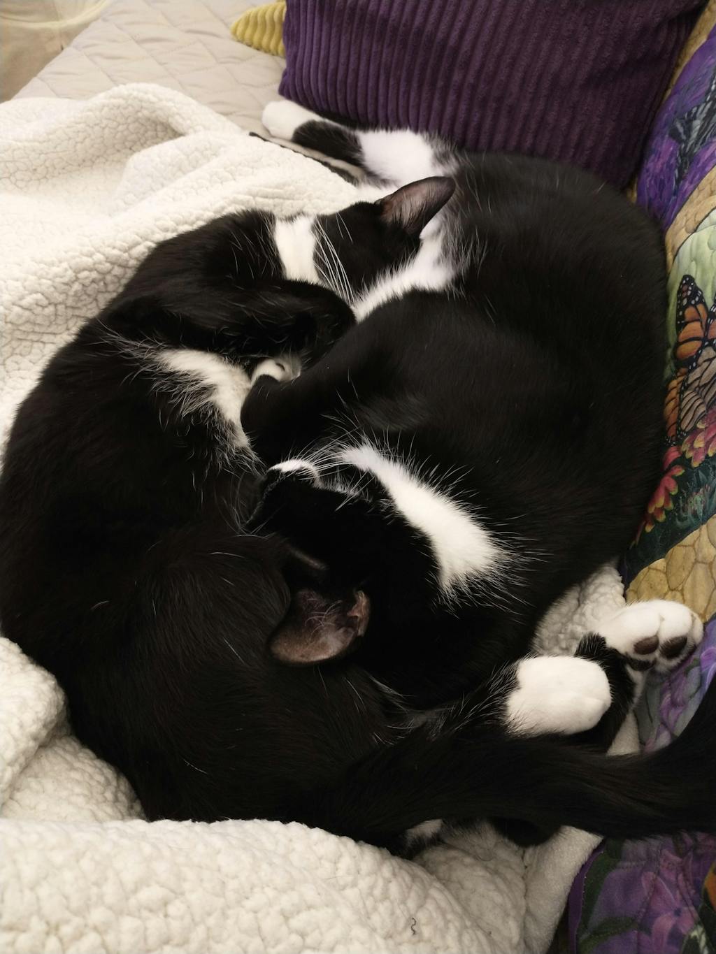 TriPlex™ MCT-3 Oil - MCT Oil for dogs, cats, and birds