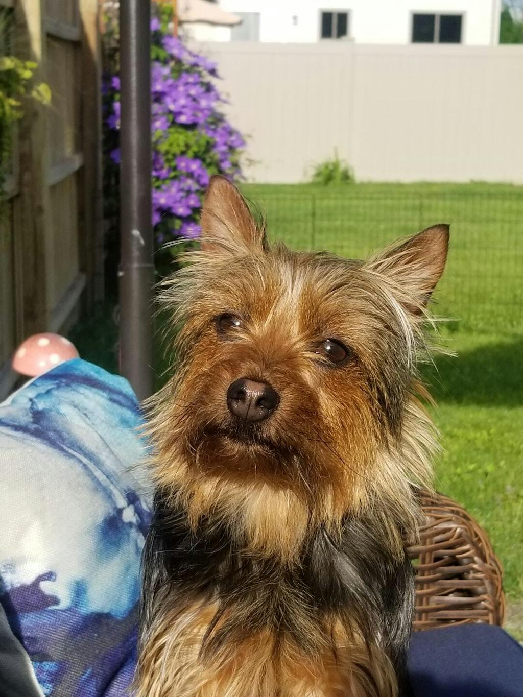 Coconut Blueberry Cobbler | Training Treats For Dogs