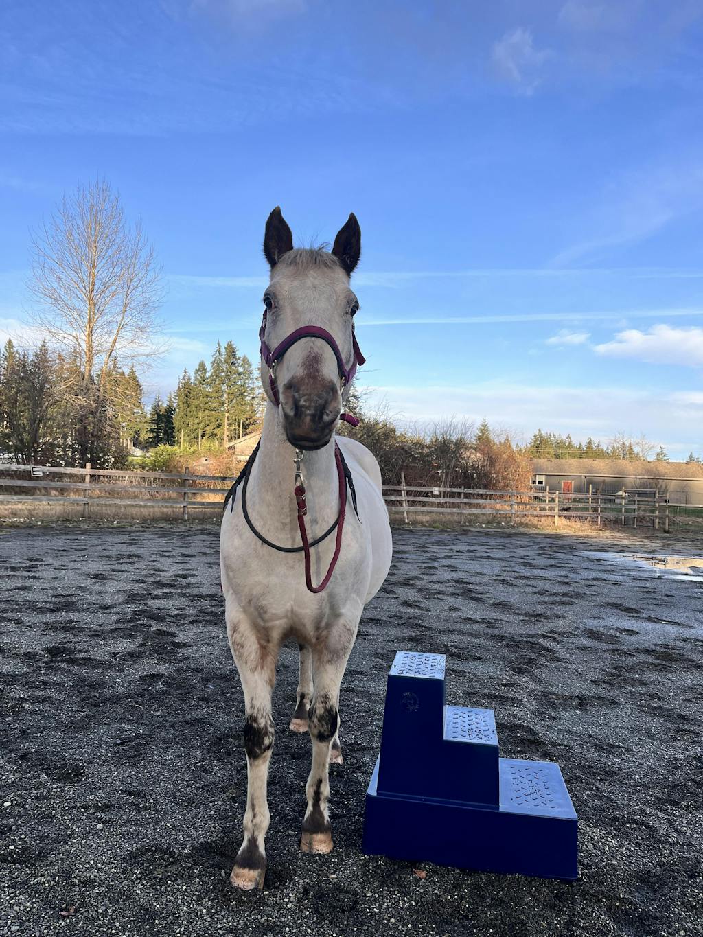 Copper Pony Poles + Equestrian Sporting Equipment