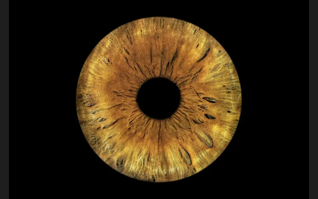 Couple Eye Iris Photo – COSMIC EYE Iris Photo