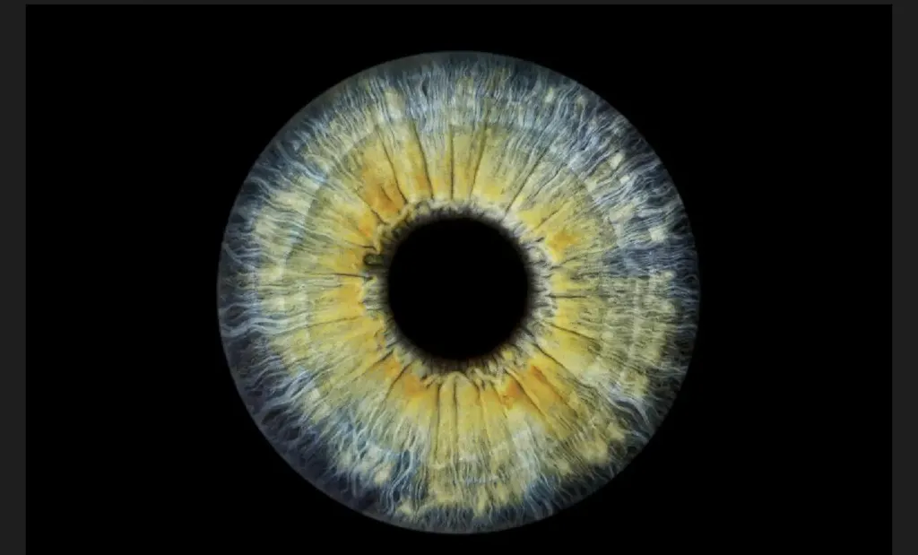 Couple Eye Iris Photo – COSMIC EYE Iris Photo