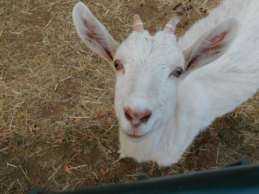 Goat Health Care, 2nd Edition – Countryside