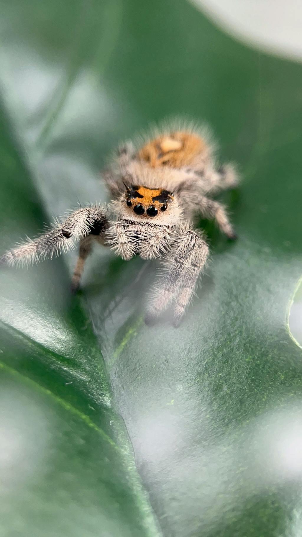 Jumping Spider for sale - Canada – CrawlMart