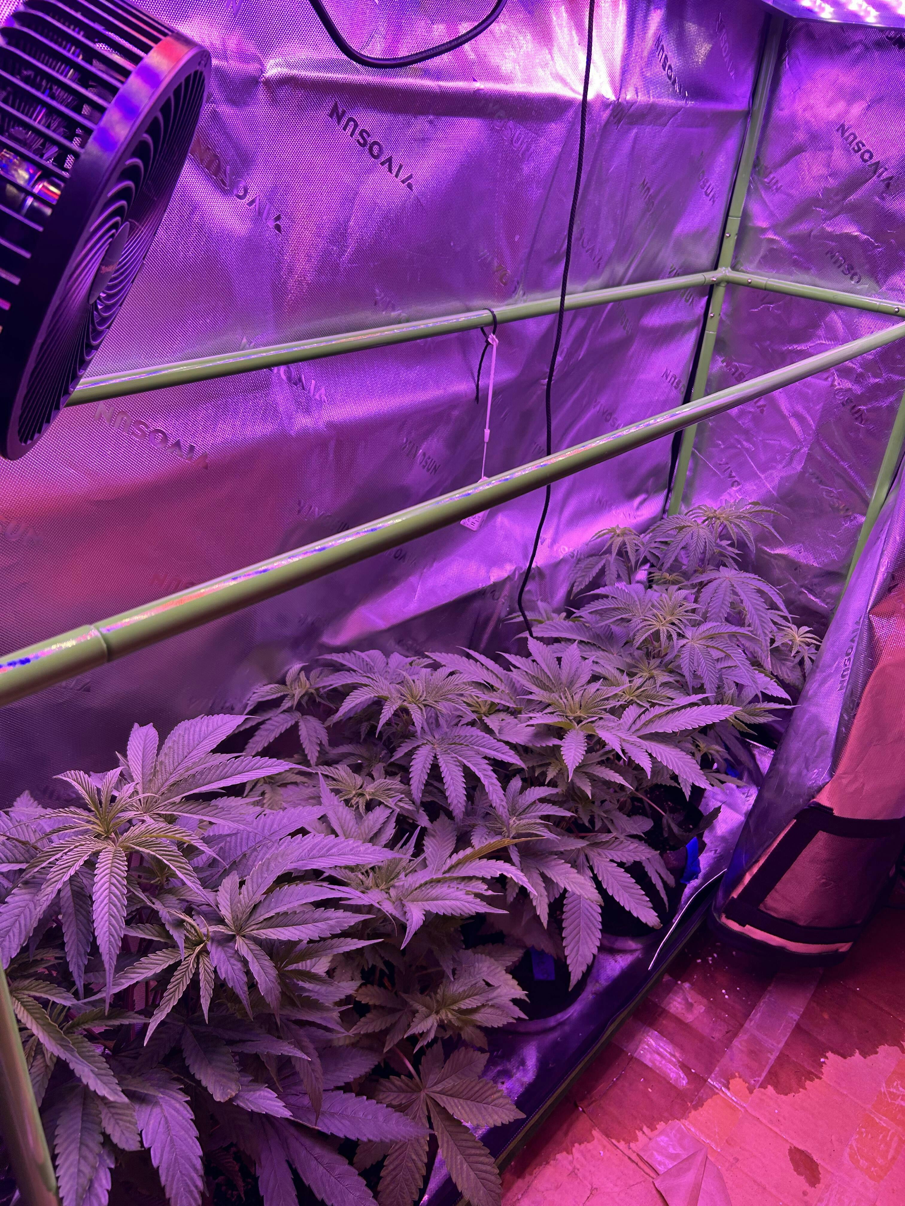 Sticky Bandit | Enhances Terpenes, Potency and Flavour Profile – Cronk ...