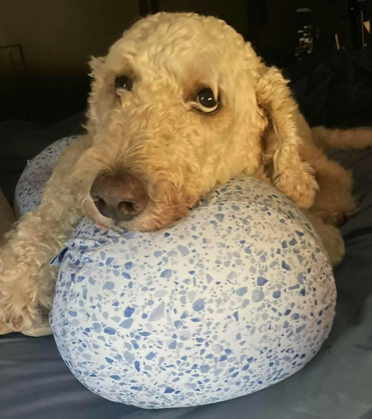 Comfort Pillow by Cuddle Buddy