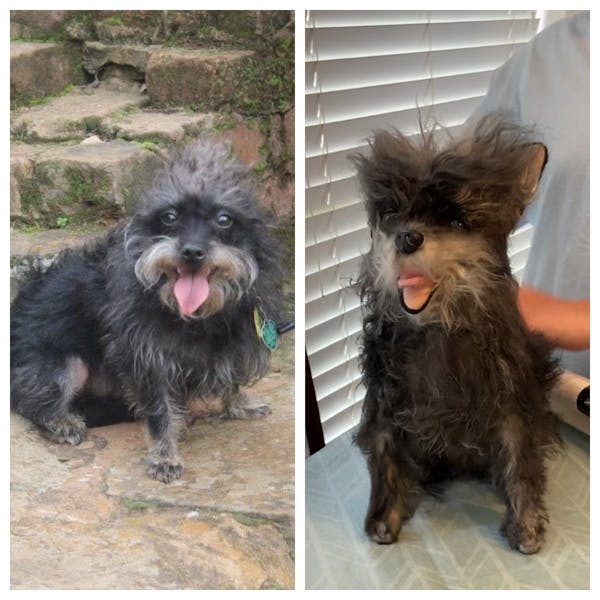 Cuddle Clones: Custom Stuffed Animals of Your Pet - Premium Quality