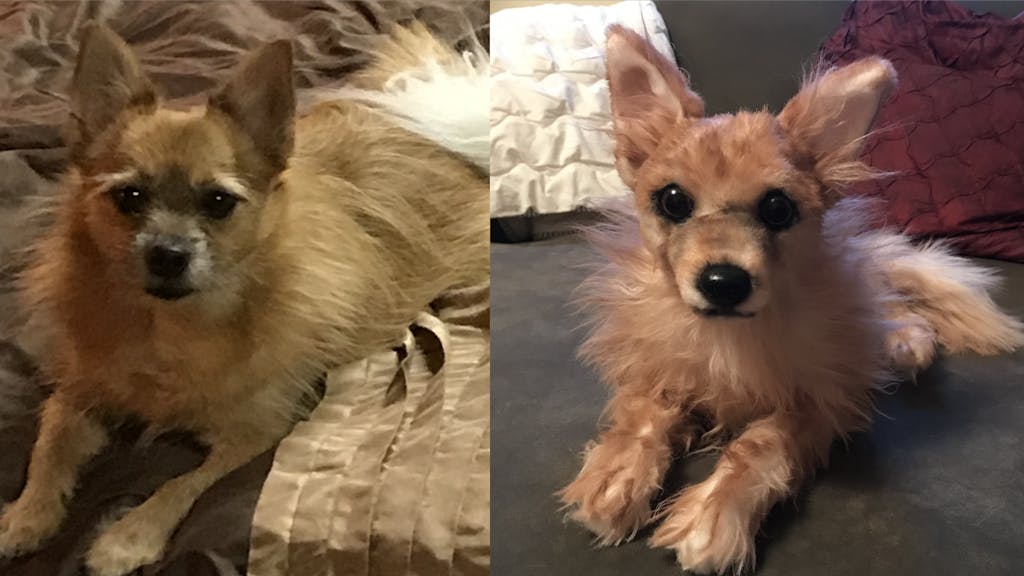 Custom Stuffed Animal of Your Pet - Plush Dogs & Cats | Cuddle Clones