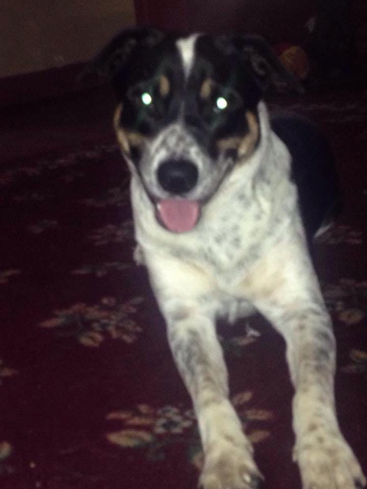 Custom Stuffed Animal of Your Pet - Plush Dogs & Cats | Cuddle Clones