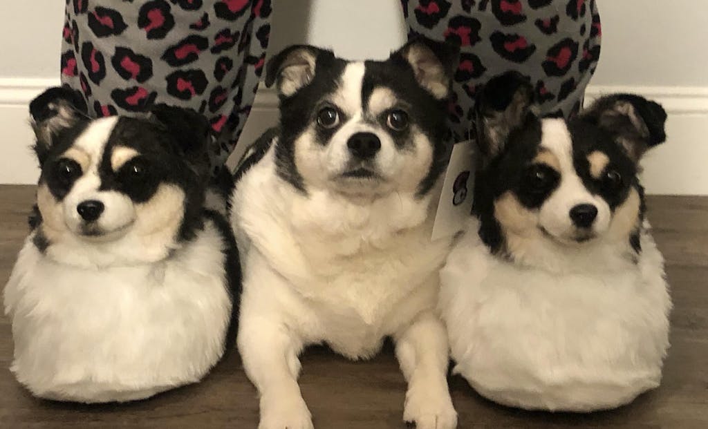 Customized Slippers | Create One-of-a-Kind Custom Dog, Cat, and Pet ...