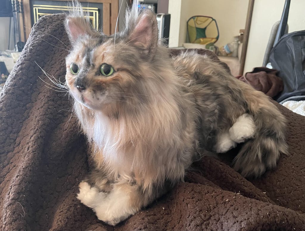 French Bulldog Stuffed Animal | Custom Stuffed French Bulldog & Plush ...