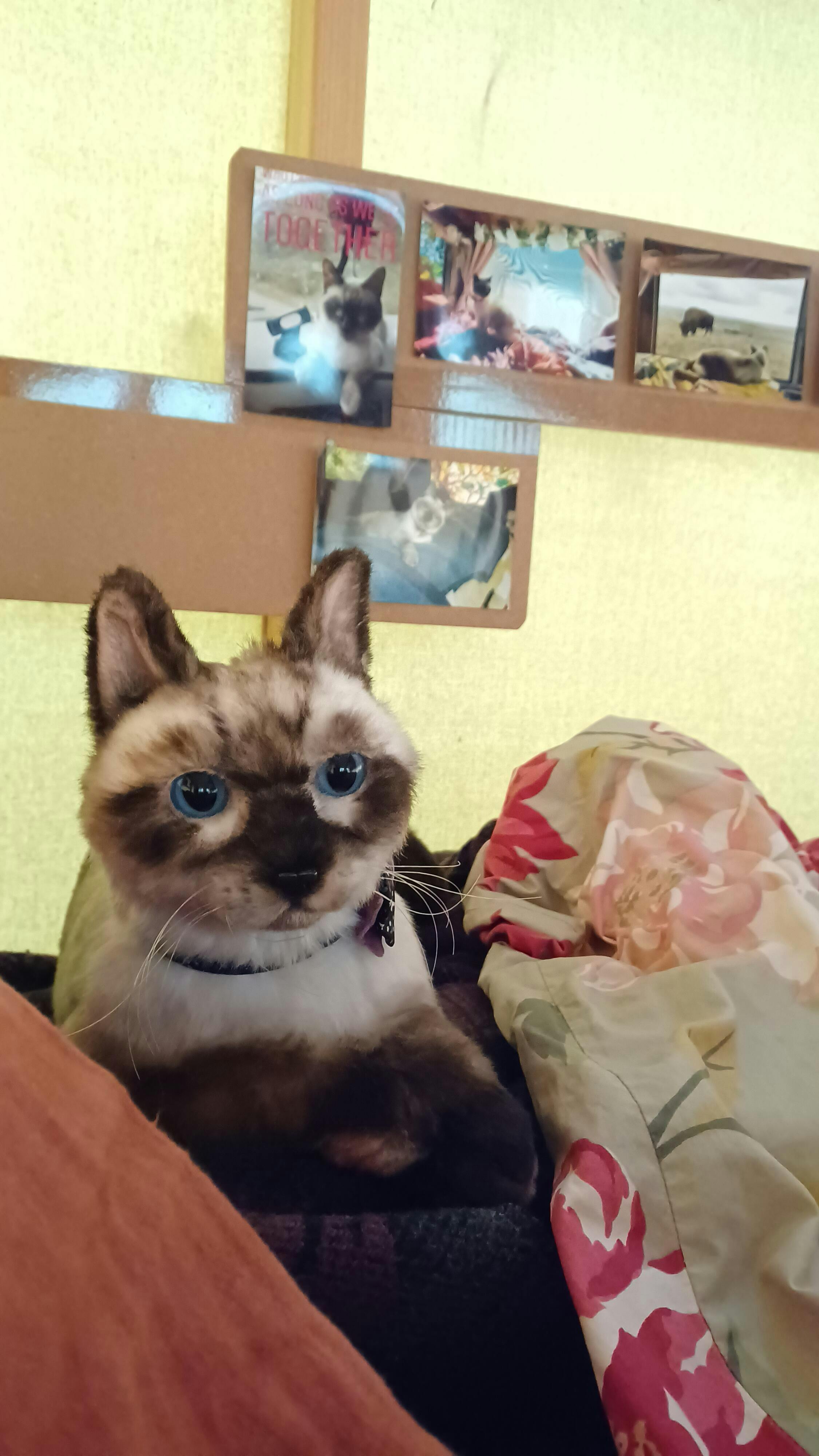 Product Reviews - Cuddle Clones