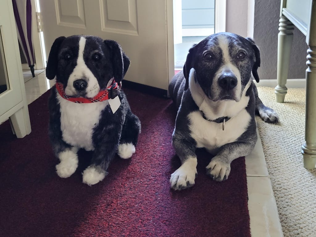 Custom Cat Plush - Personalized Stuffed Cats - Cuddle Clones