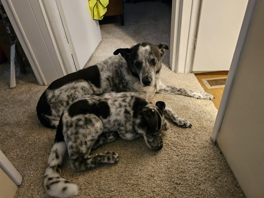 Custom Cat Plush - Personalized Stuffed Cats - Cuddle Clones